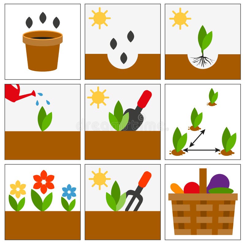 Groving Sedlings. Seeds, Seedlings and Harvest Stock Vector ...