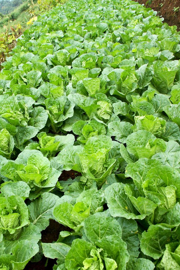 The plot of cabbage. stock image. Image of country, countryside - 129609733