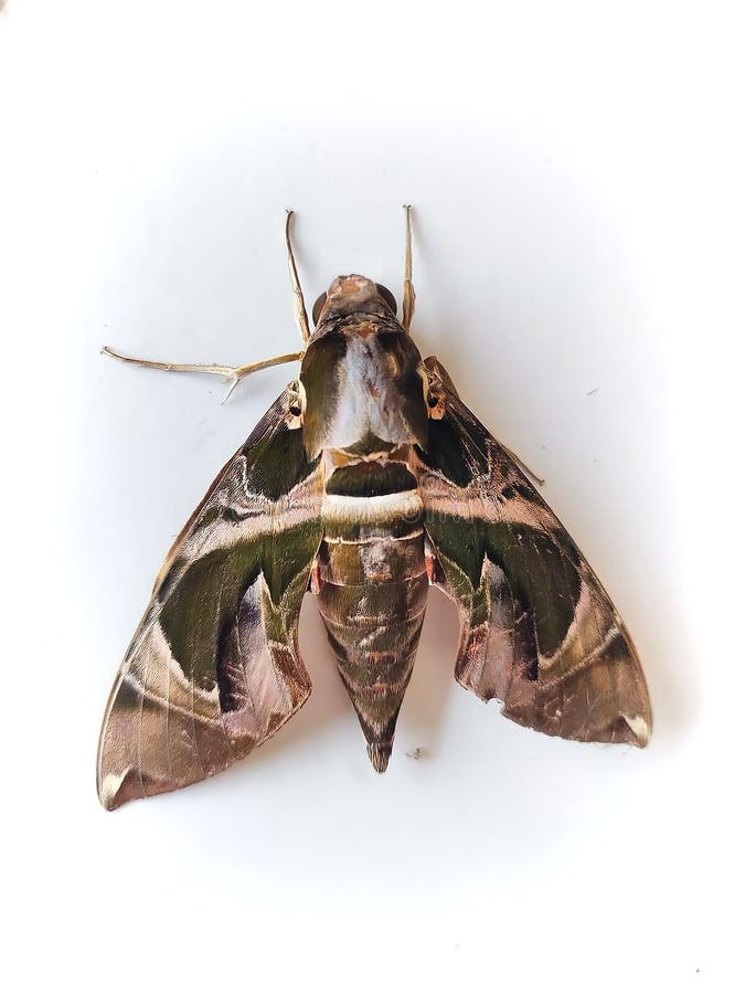 Grow beautiful like a moth stock image. Image of butterfly - 219155419