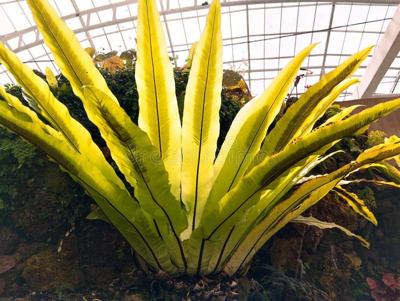 Grow Bird& X27;s Nest Spikes that Grow Blooms Stock Photo - Image of ...