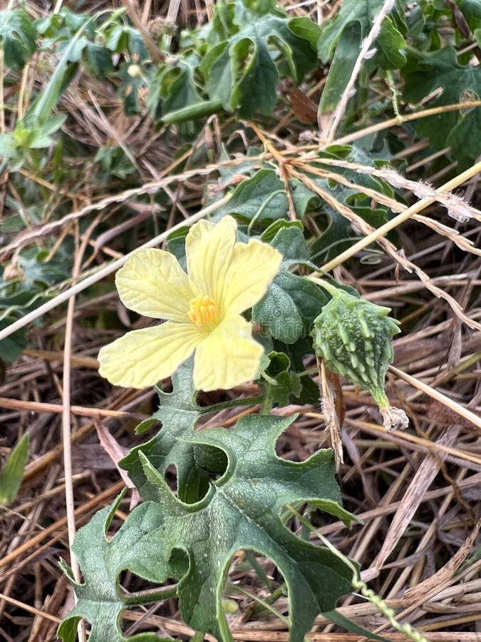 Grow Bitter Gourd in the Garden Stock Photo - Image of tropical, japan ...