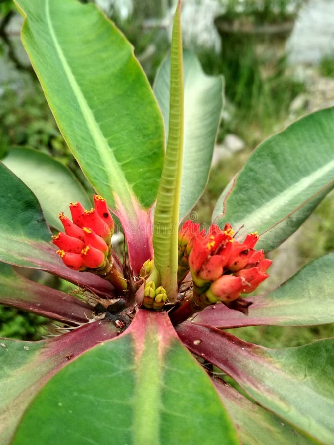 Grow flowers stock image. Image of grow, flowers, flora - 101106541