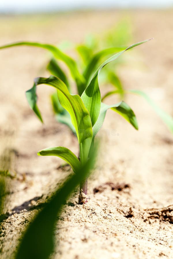 Grow green maize stock image. Image of rural, plant, crop - 61314711