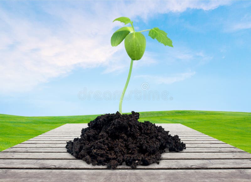 Grow, growing, plant stock image. Image of leaf, copy - 56647873