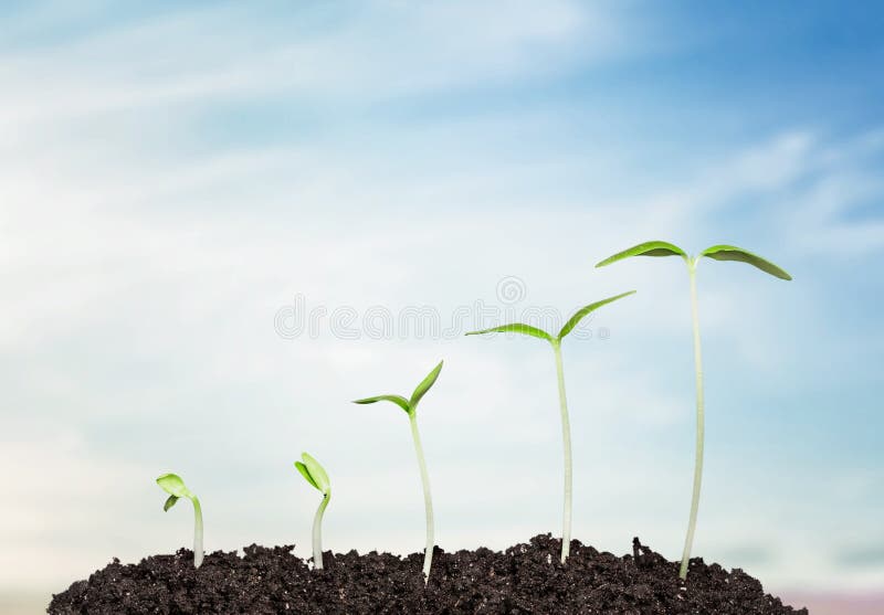 Grow, growing, plant stock image. Image of leaf, copy - 56647873