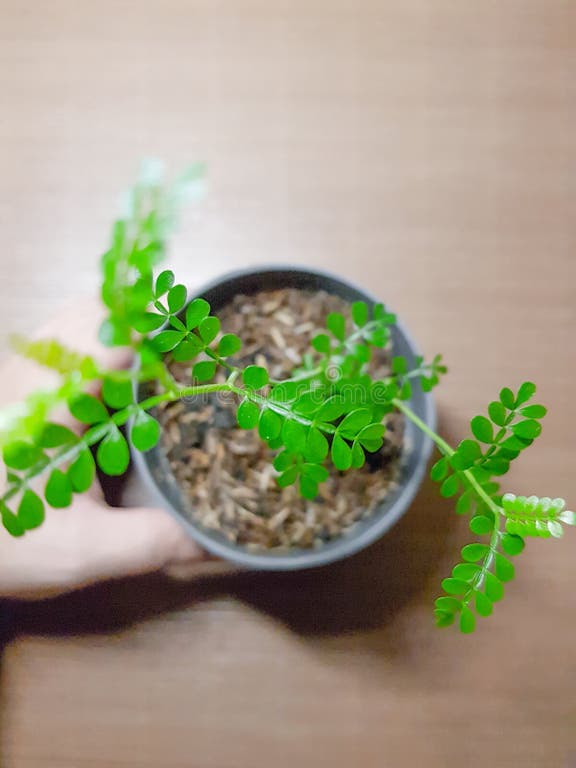 Grow Like a Tree, Slow but Sure Stock Photo - Image of tree, herb ...