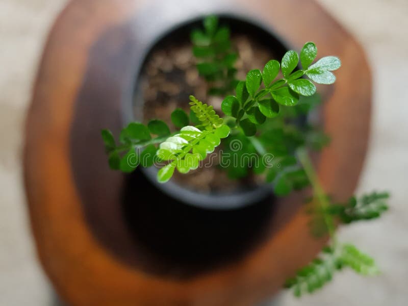 Grow Like a Tree, Slow but Sure Stock Photo - Image of tree, small ...