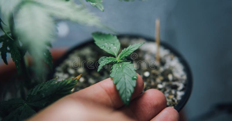 Grow own weed at home stock photo. Image of indica, leaf - 129120728