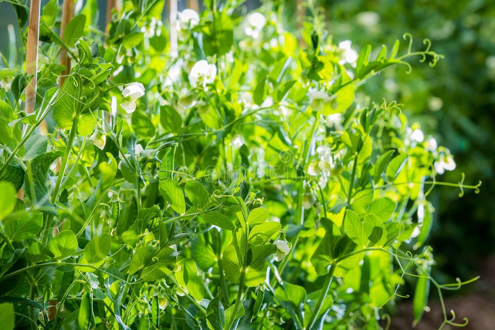 Grow peas in the morning stock photo. Image of leaf, crisp - 25234448