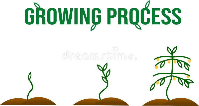 Growing process stock illustration. Illustration of process - 227868745