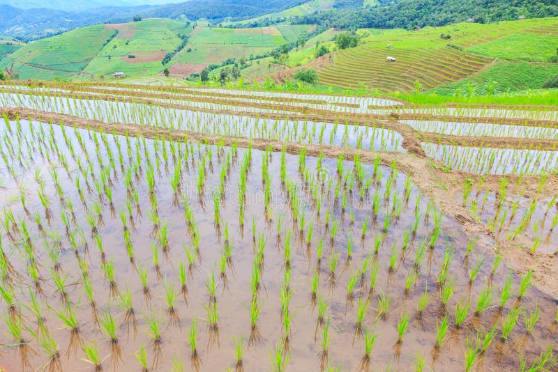 Grow Rice on Top of Mountain Stock Photo - Image of culture ...