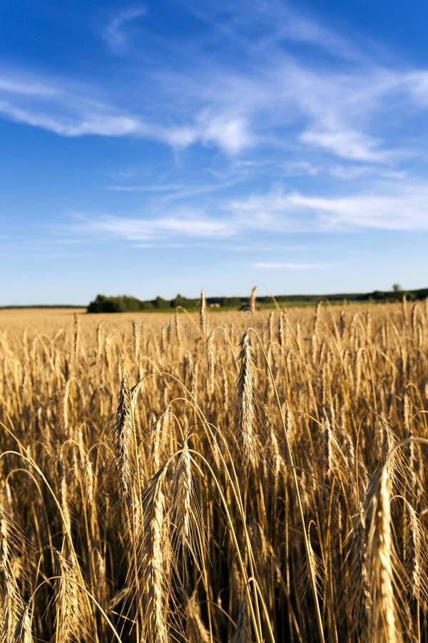 Grow ripe rye. stock photo. Image of farm, harvest, food - 75395180