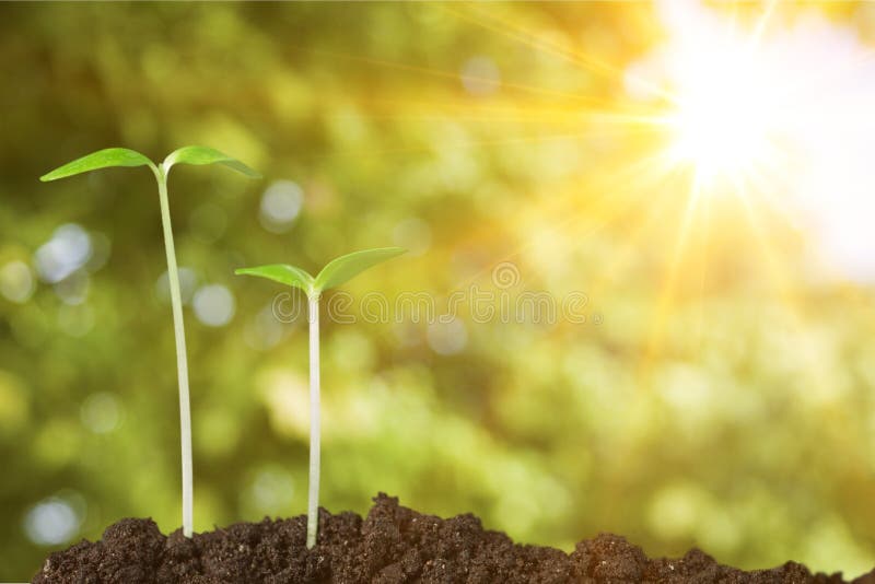 Grow stock image. Image of small, seedling, environmental - 71226809