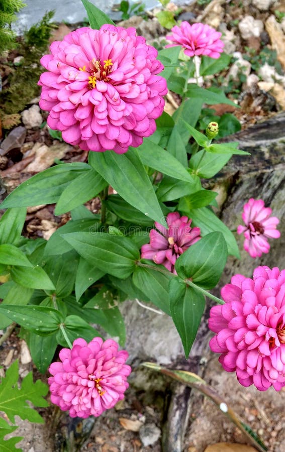 Grow Together with No Plan before Stock Image - Image of grow, plann ...