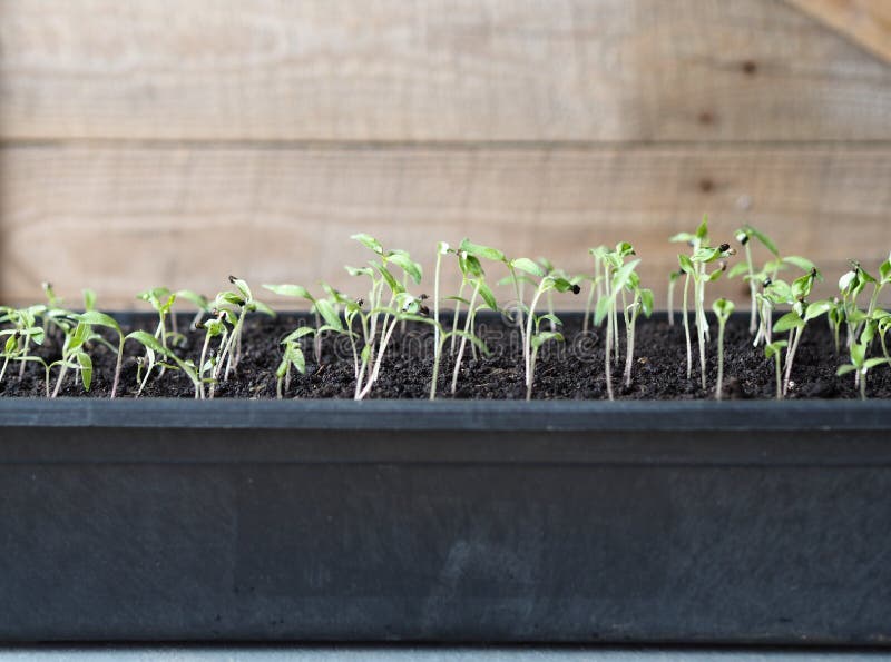 We Grow Tomato Seedlings at Home on a Window in Boxes.Agricultural ...