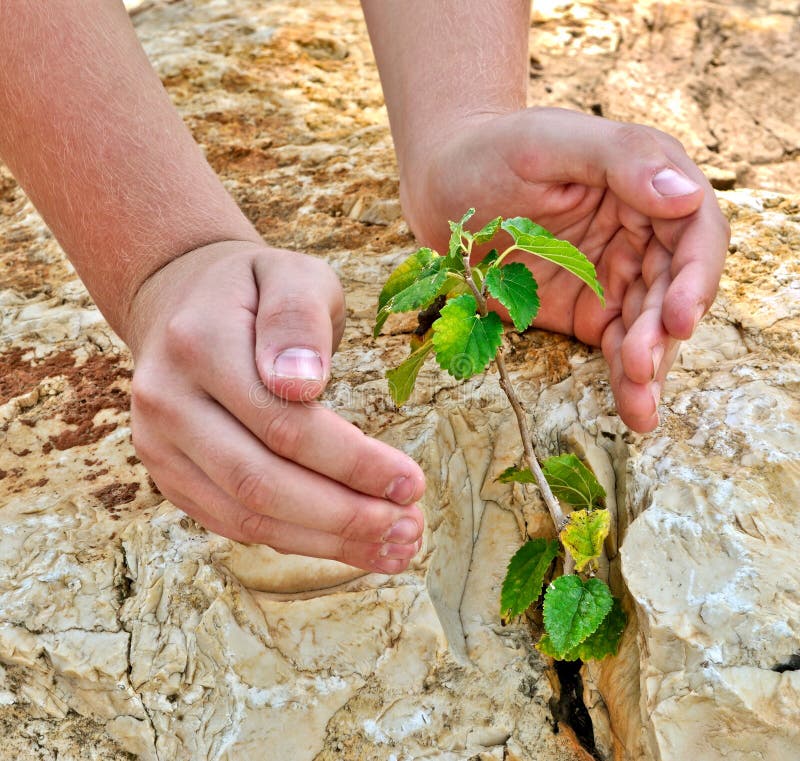 Grow A Tree Picture. Image: 17022375