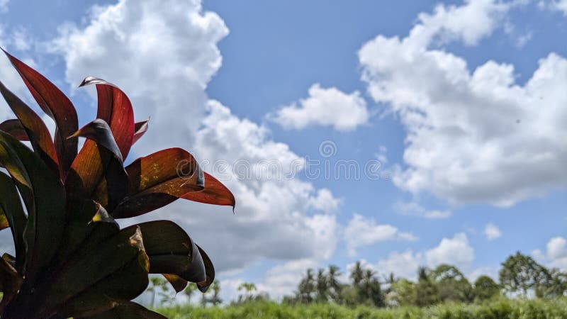 Grow up happily stock image. Image of happy, portrait - 342027609
