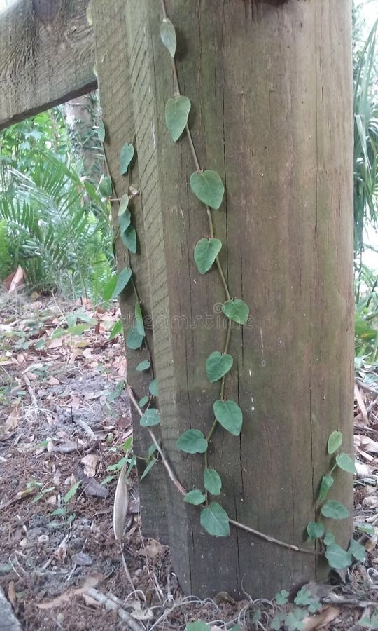 Grow stock image. Image of vines, grow, strong, small - 55164901