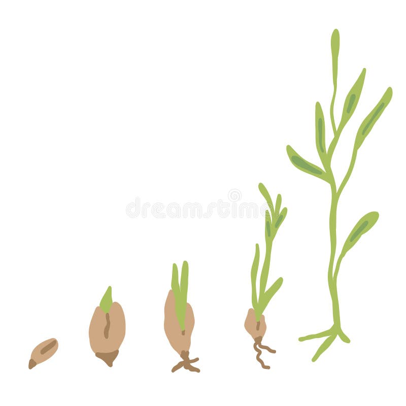 Plants Growing Infographic Plants Growing Process Plants Growth Stages ... Plants Growing Infographic Plants Growing Process Plants Growth Stages ...