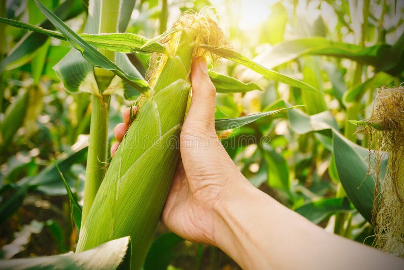 The Grower and the Caretaker of Corn. Corn in the Hand, the Hand of the ...