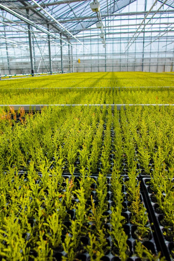 Growin Delle Plantule Della Conifera Della Casa Di Goldcrest Di ...