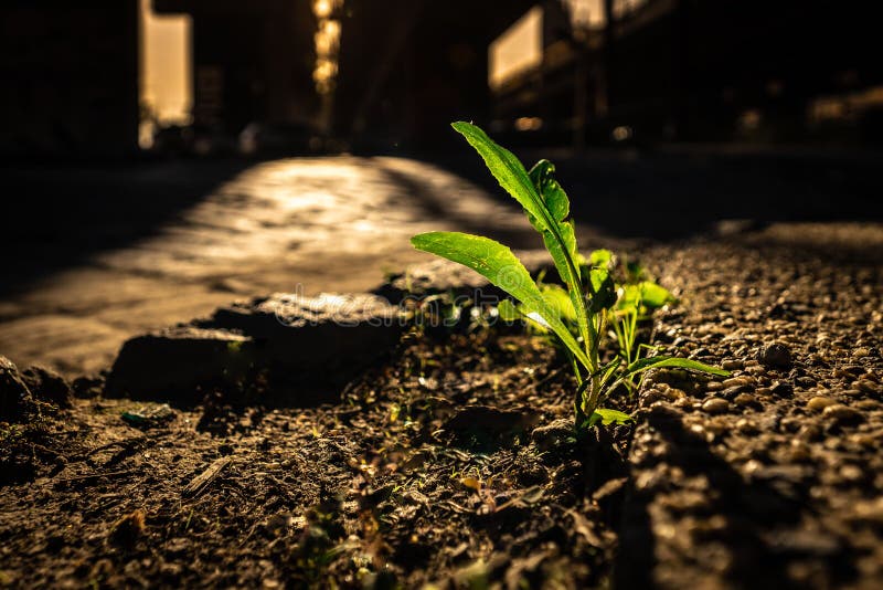 Growing through adversity stock photo. Image of hope - 259847230