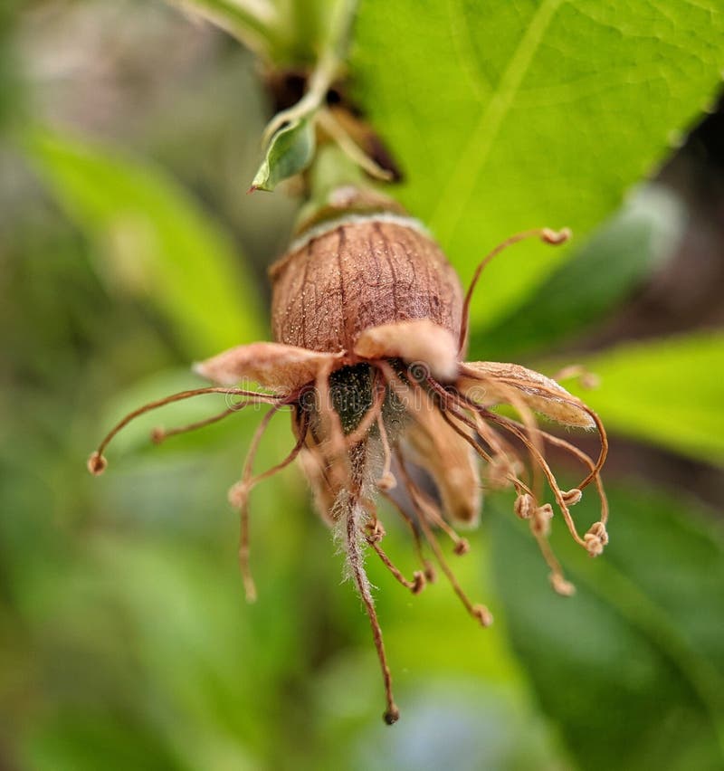 Growing Almond Inside Flower Stock Image - Image of nature, food: 213645425
