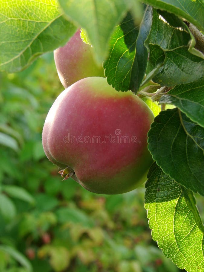 Growing apple 1 stock photo. Image of nutrition, ripening - 5756412