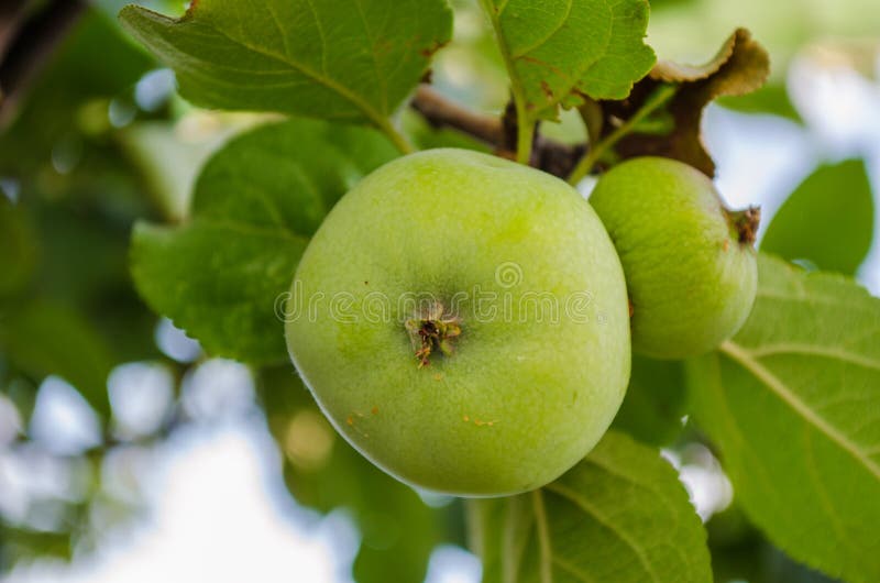 120 Apple Tree No Fruits Stock Photos - Free & Royalty-Free Stock ...