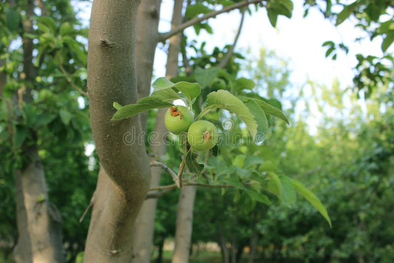 Growing apple tree stock image. Image of autumn, agriculture - 57662453