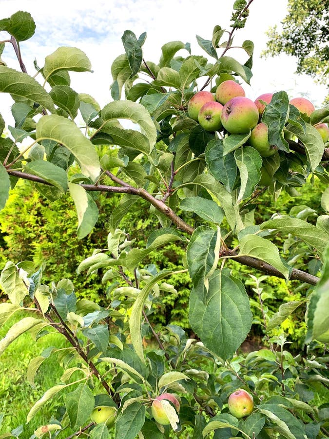 Growing apples stock photo. Image of food, produce, fruit - 325516388