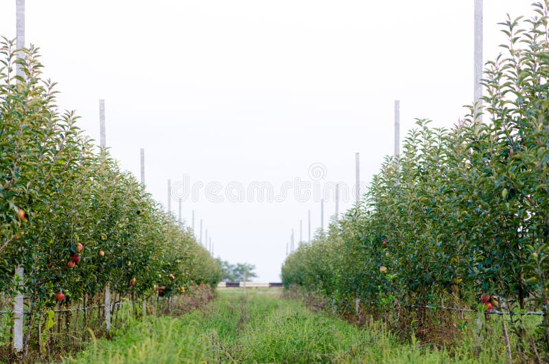 Growing Apples in Horticultural Agriculture. Apple Trees Grow on ... Growing Apples in Horticultural Agriculture. Apple Trees Grow on ...