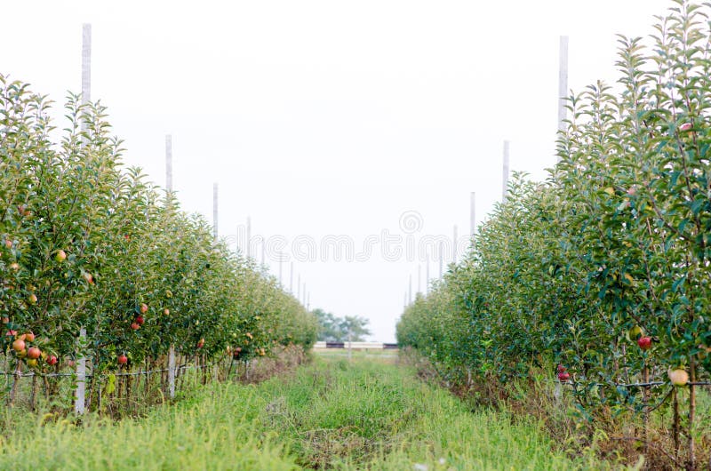 Growing Apples in Horticultural Agriculture. Apple Trees Grow on ... Growing Apples in Horticultural Agriculture. Apple Trees Grow on ...
