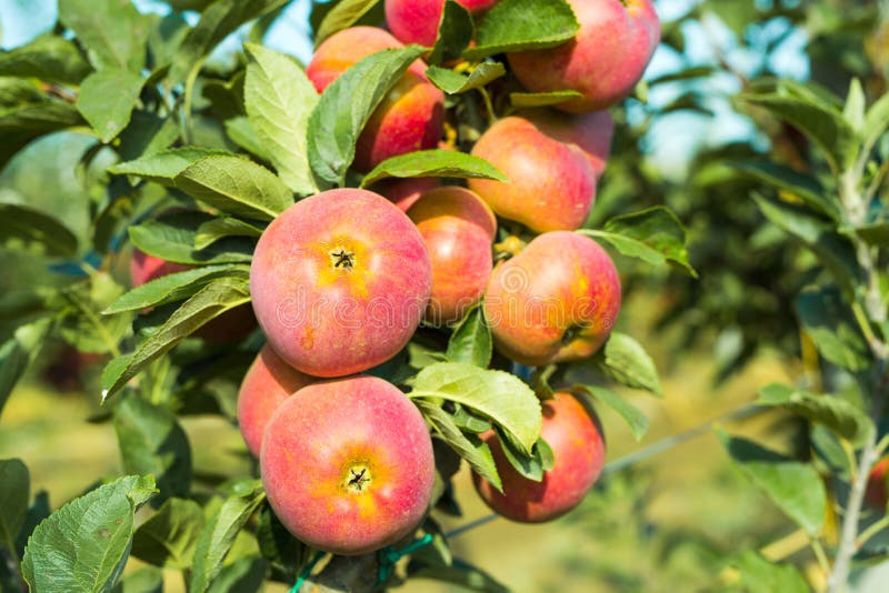 Apple orchard with fruits stock photo. Image of agriculture - 197659596