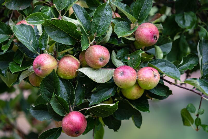 Large Bunch of Apples Growing on Tree in Garden Stock Photo - Image of ...