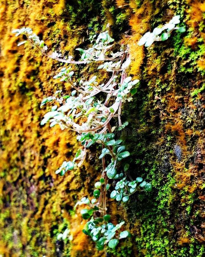 Growing around the moss stock photo. Image of flower - 267862498