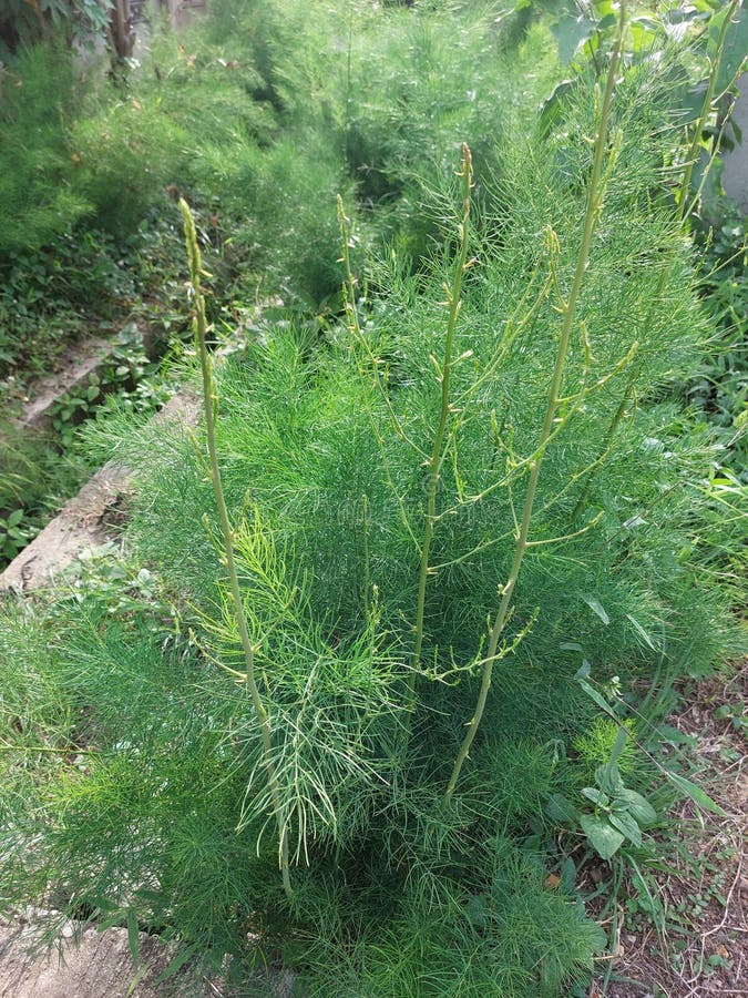 Growing asparagus stock photo. Image of spruce, wildflower - 287635948