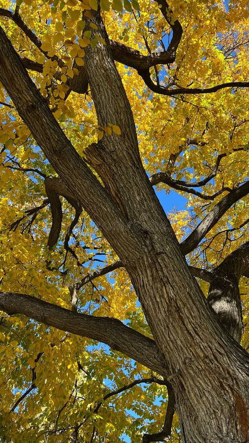 Growing Autumn Tree with Yellow Leaves Stock Image - Image of october ...