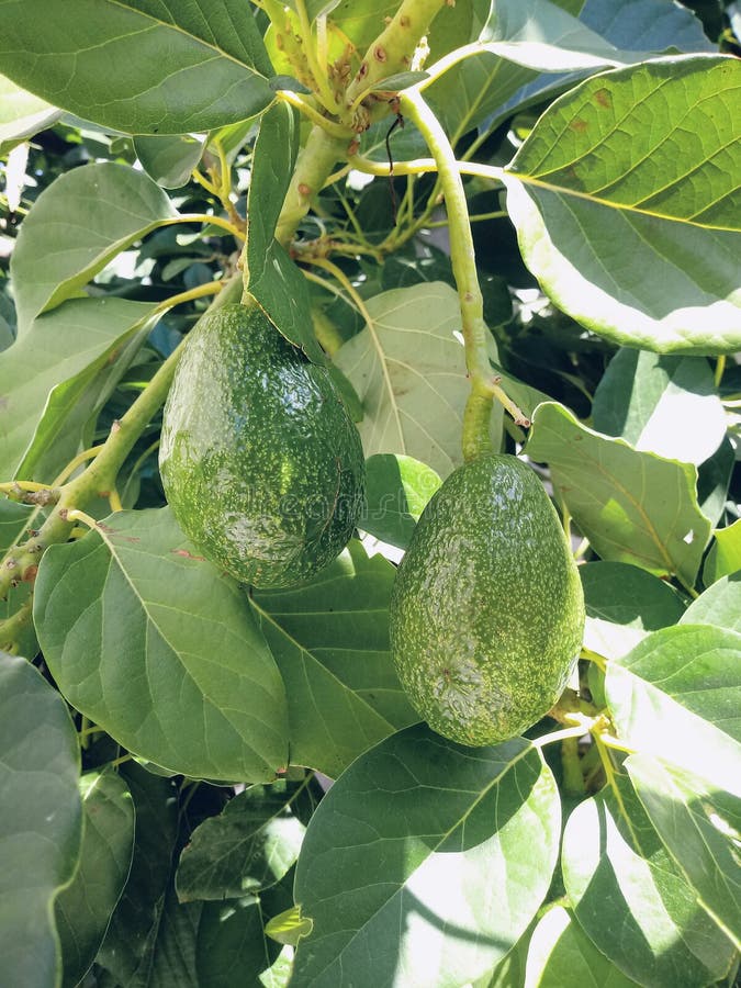 Growing Avocado Tree Fruits Stock Photo - Image of love, growing: 210215190