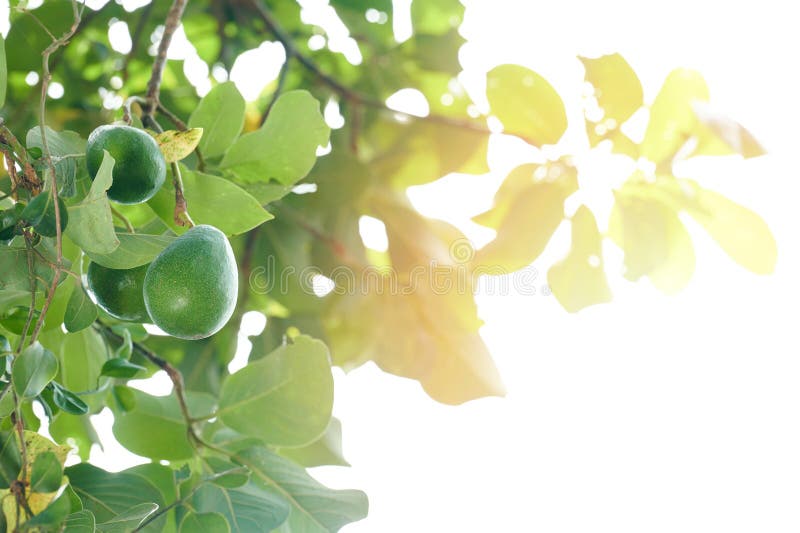Growing avocado on tree stock photo. Image of agriculture - 276589046