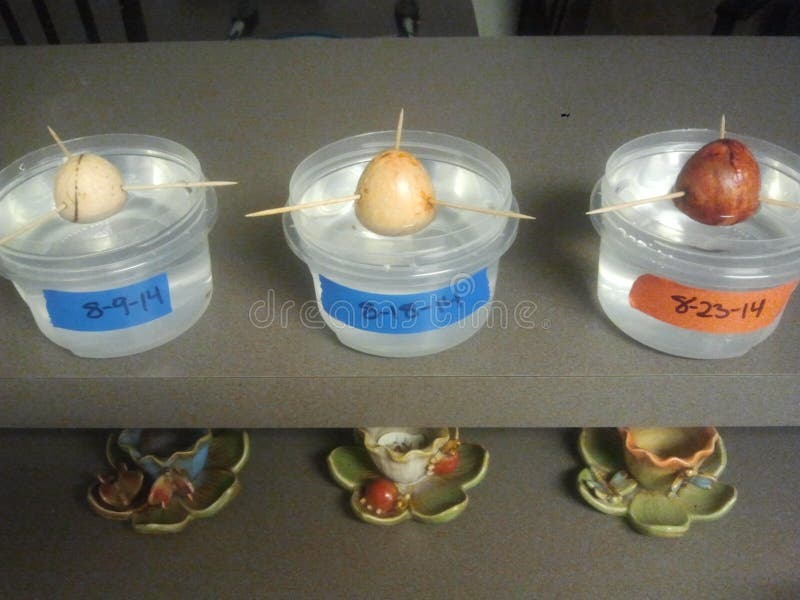 Growing Avocado trees stock photo. Image of water, growing - 43858036