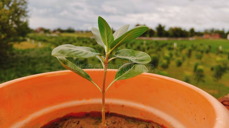 A growing baby plant stock photo. Image of germ, plant - 344348282