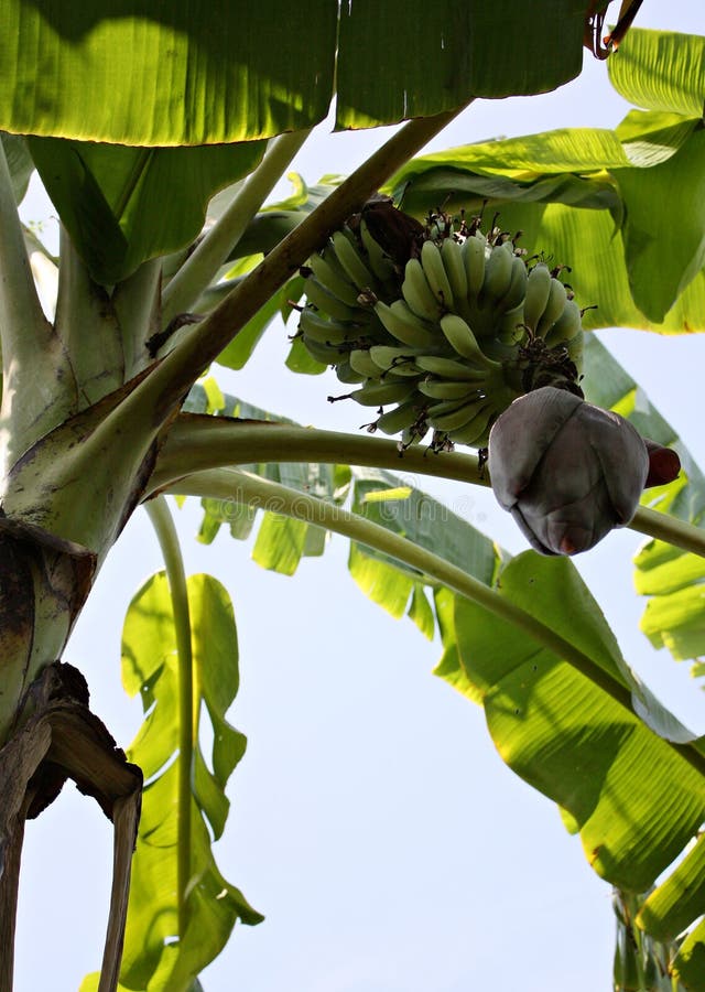 Growing Banana Blossom on Banana Tree Stock Photo - Image of group ...