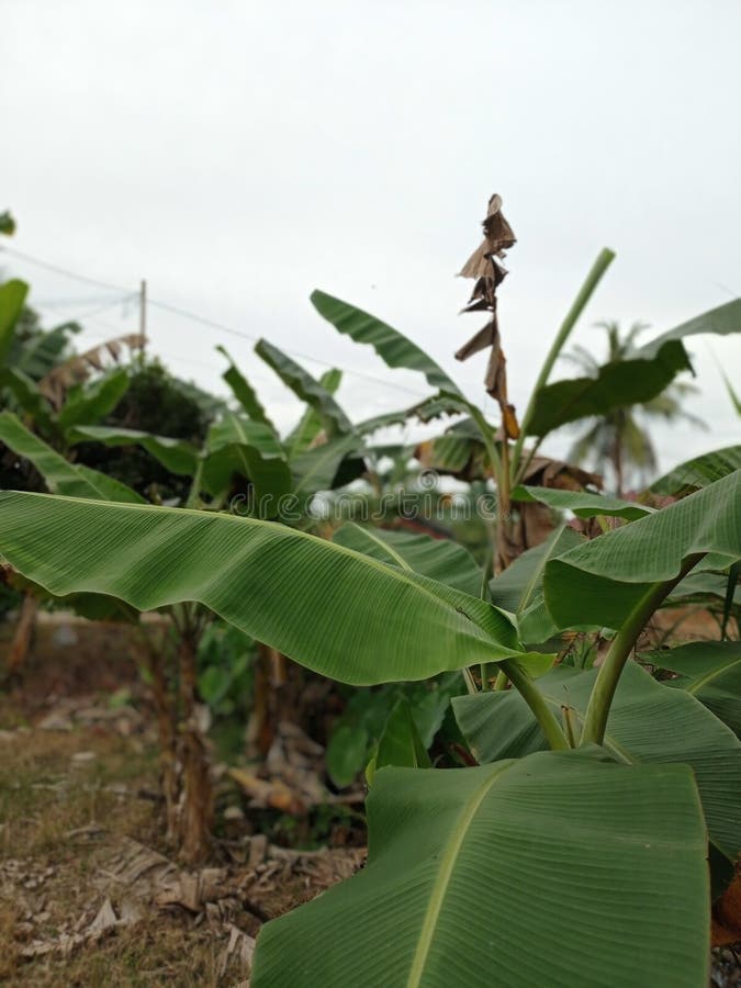 Growing banana tree stock photo. Image of flower, grass - 266045230