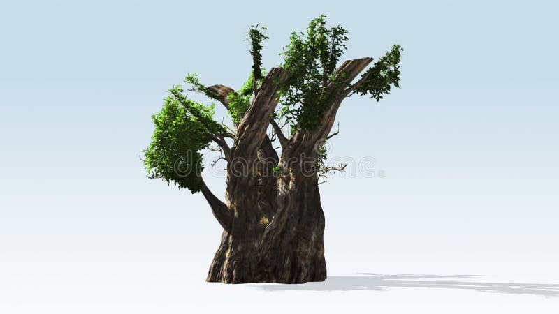 Growing Baobab Tree, Tree Growing from the Ground Up Stock Footage ...