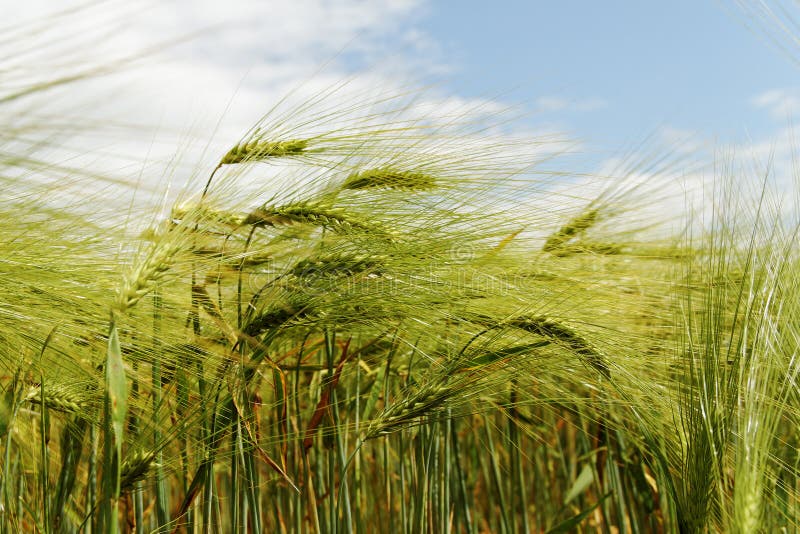 Growing barley. stock image. Image of sowing, spring - 25807947