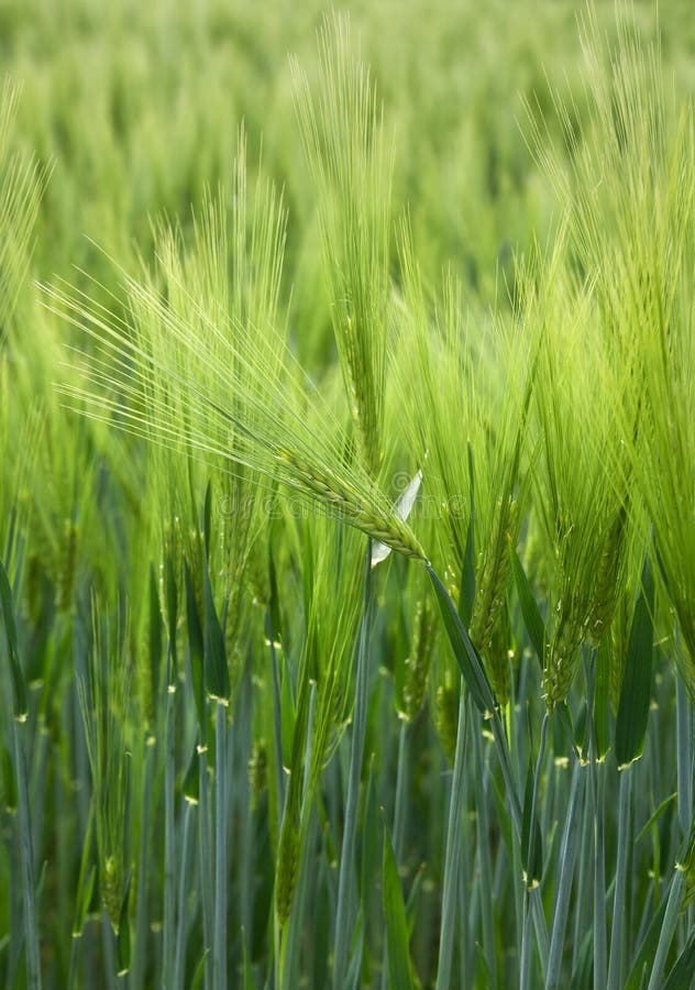 Barley is growing. stock image. Image of crop, farm, grass - 19867361