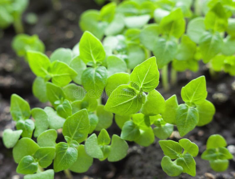 Growing the basil stock image. Image of basil, kitchen - 179743947