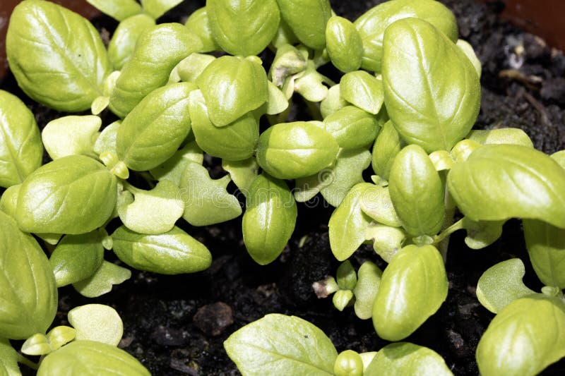 Growing Basil Herbs in the Greenhouse at Home Starting To Germinate ...