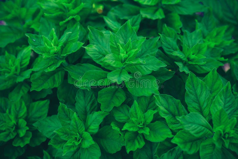 Growing Basil or Mint Plants, Stock Image - Image of kitchen, healthy ...